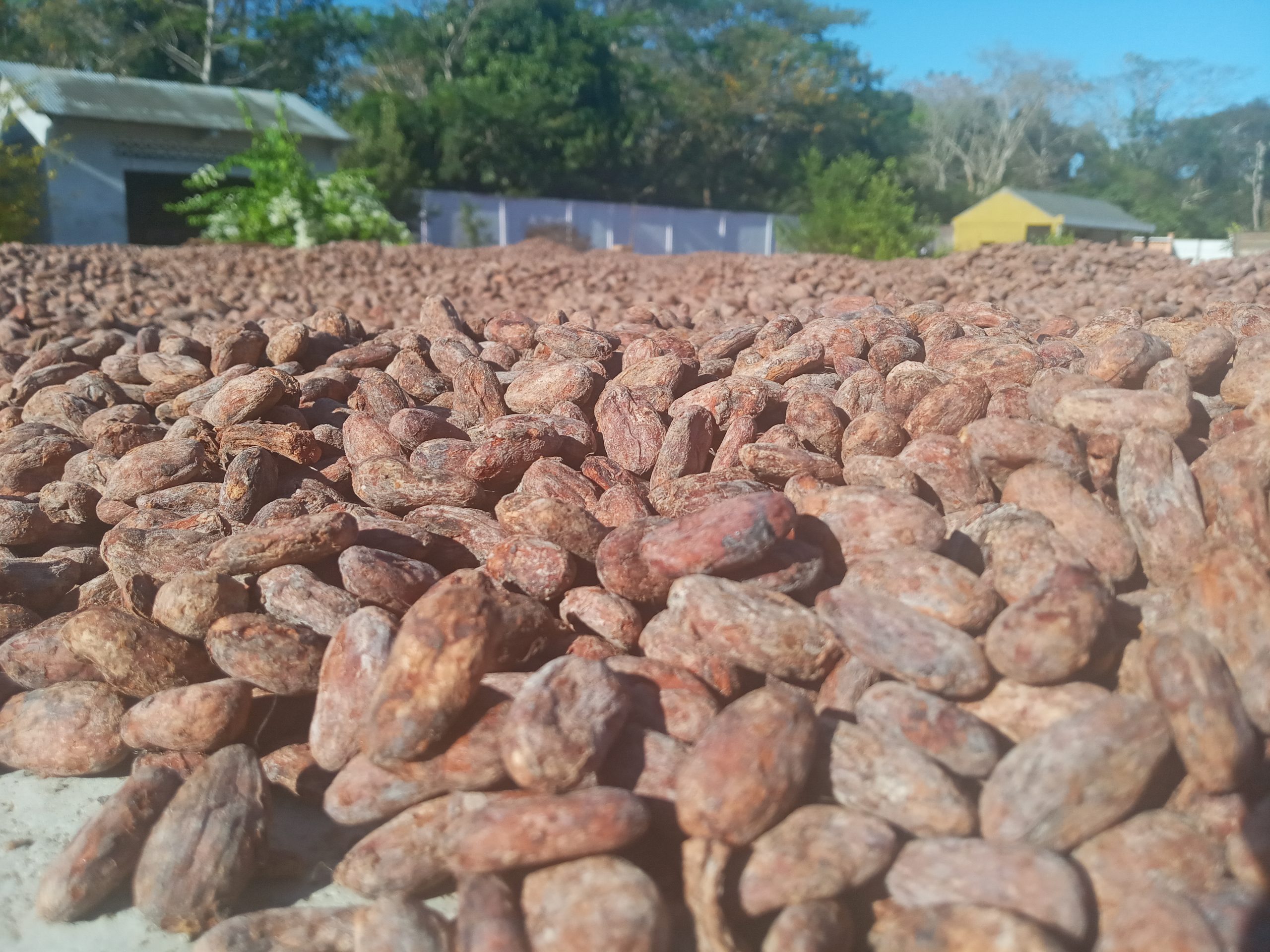Home - Cacao Link Company